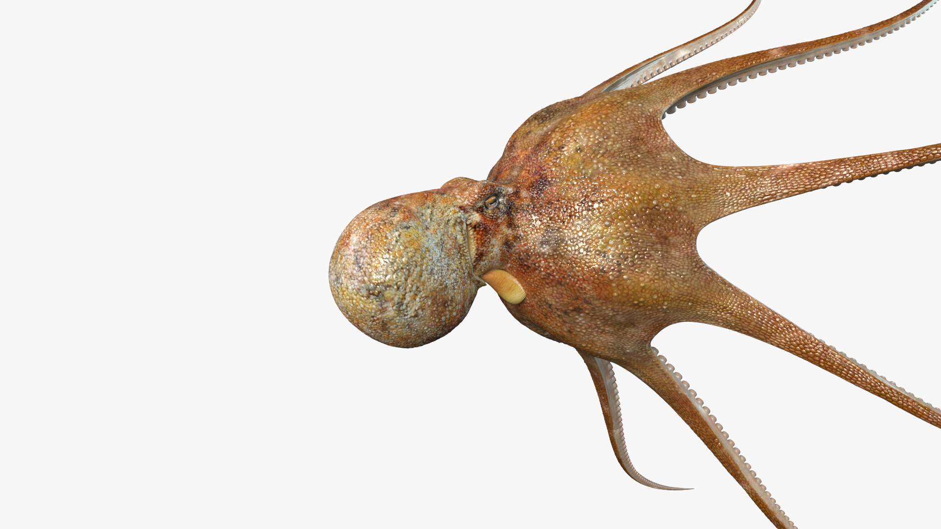 Octopus Rigged Multicolor 3D - TurboSquid 2102756
