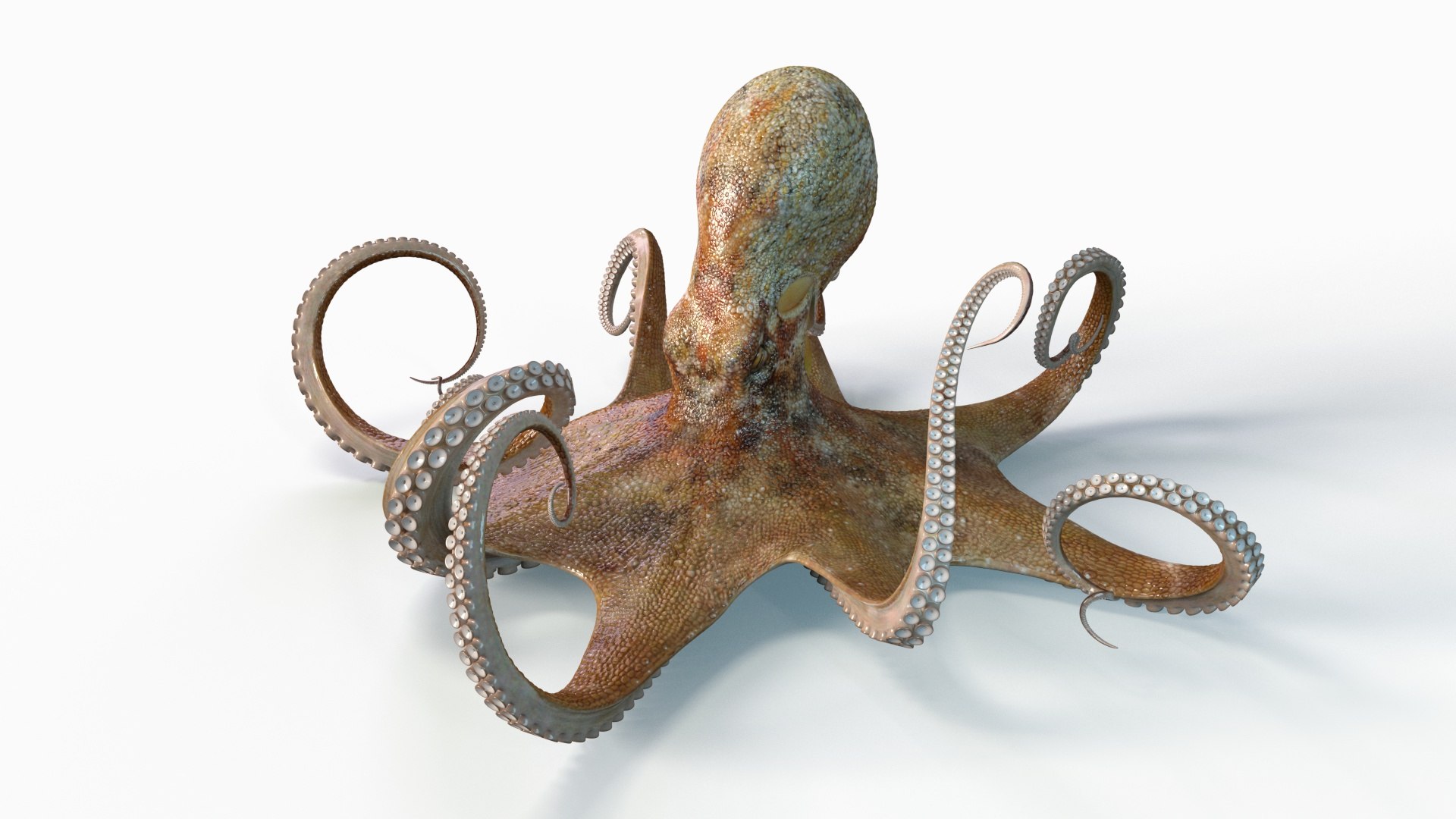 Octopus Rigged Multicolor 3D - TurboSquid 2102756