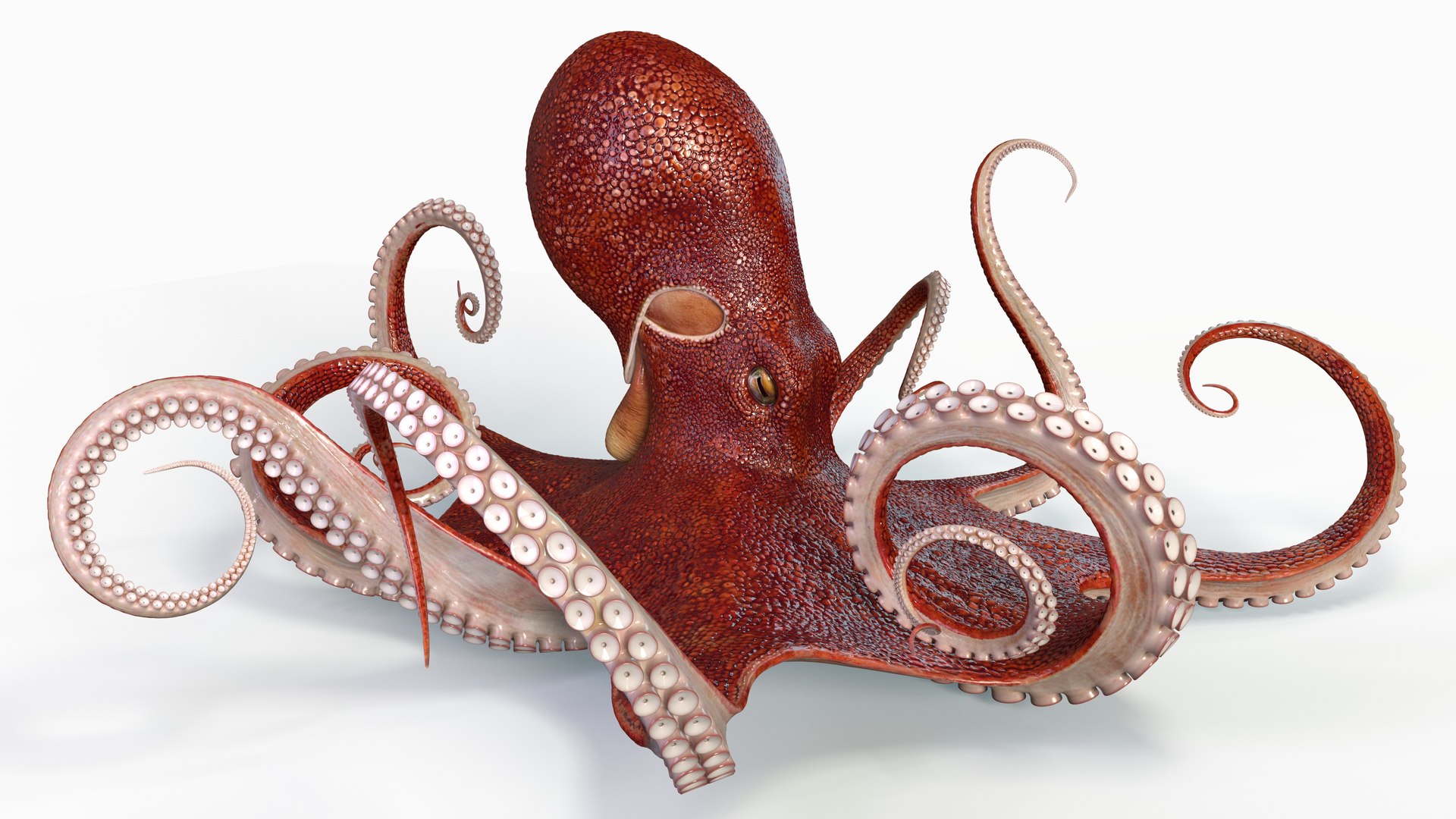 Octopus Rigged Multicolor 3D - TurboSquid 2102756