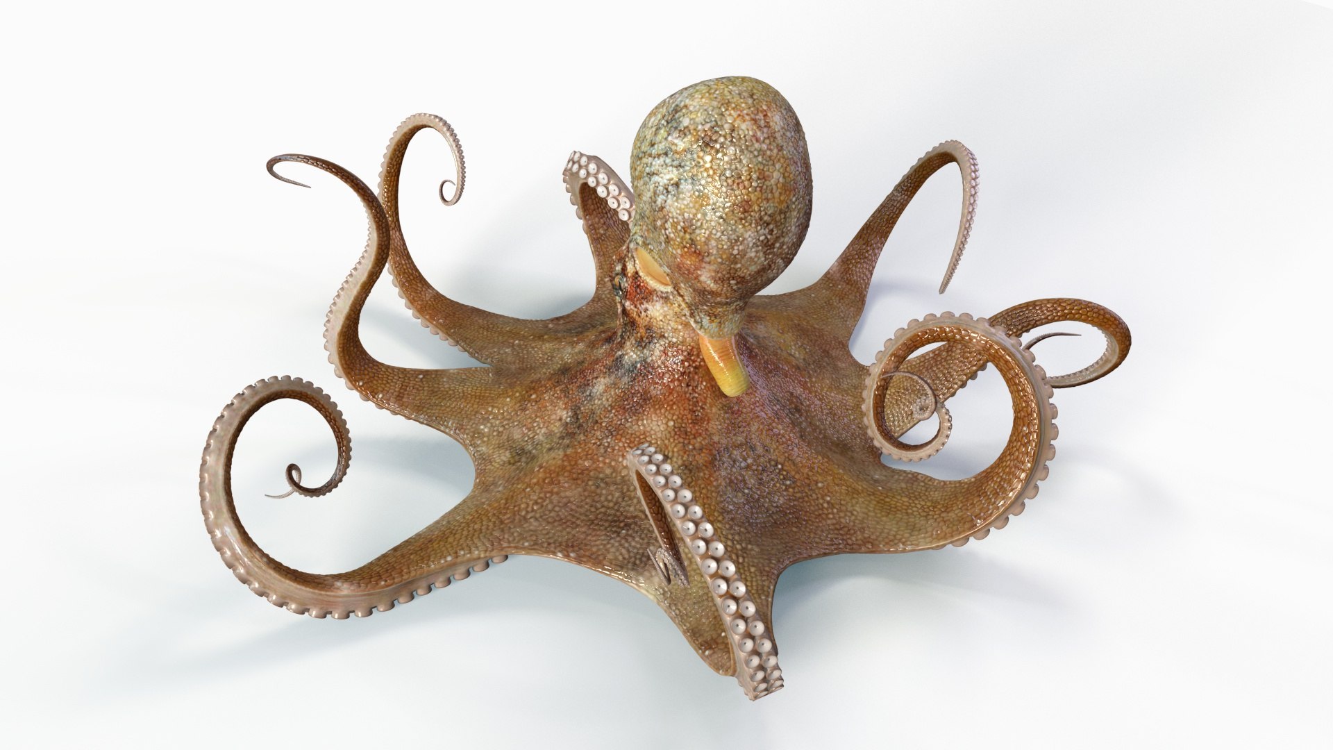 Octopus Rigged Multicolor 3D - TurboSquid 2102756