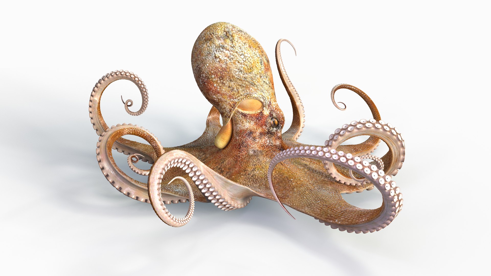 Octopus Rigged Multicolor 3D - TurboSquid 2102756
