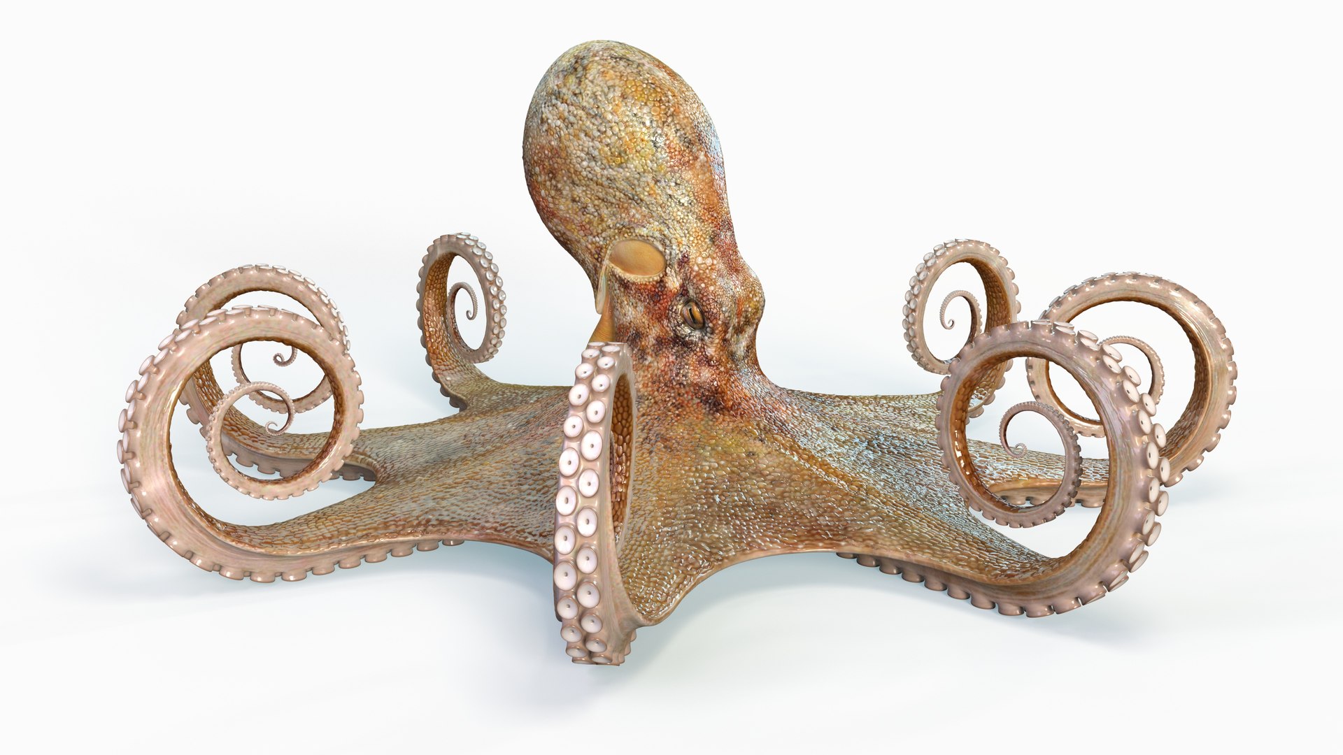 Octopus Rigged Multicolor 3D - TurboSquid 2102756