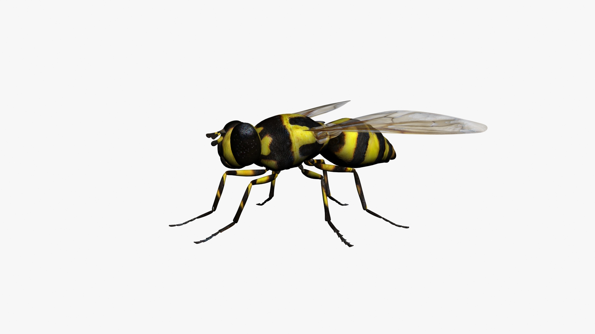 3ds Max Fly