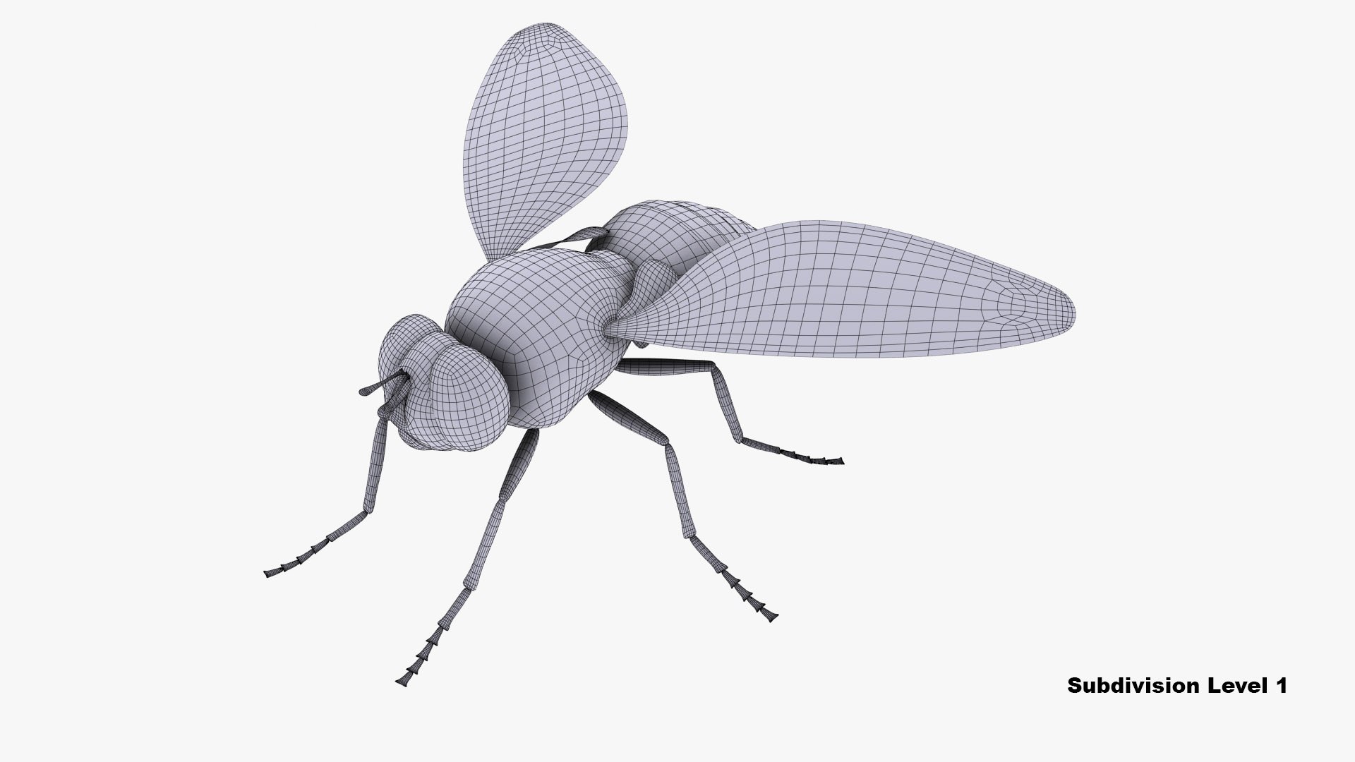 3ds Max Fly