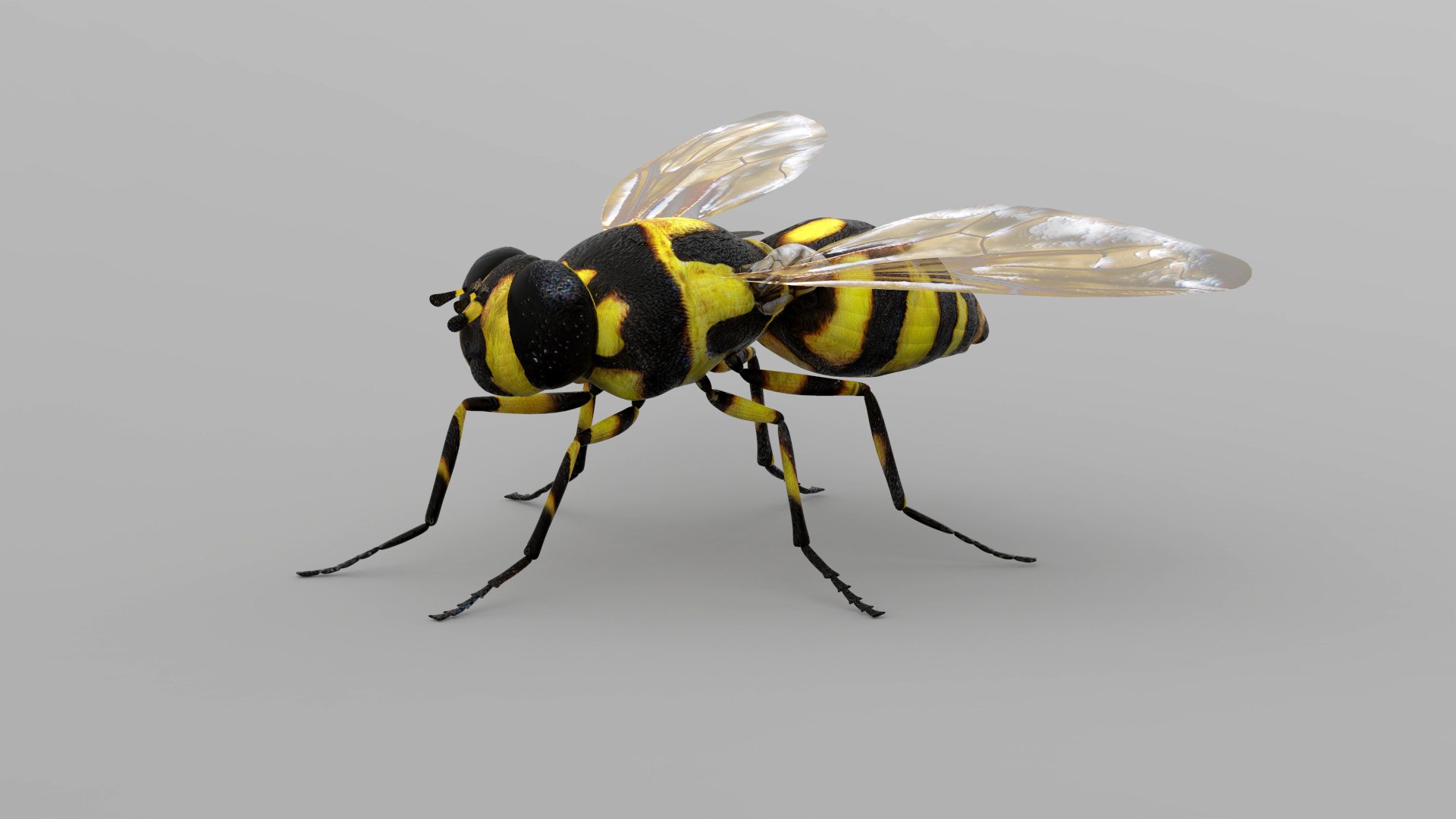3ds Max Fly