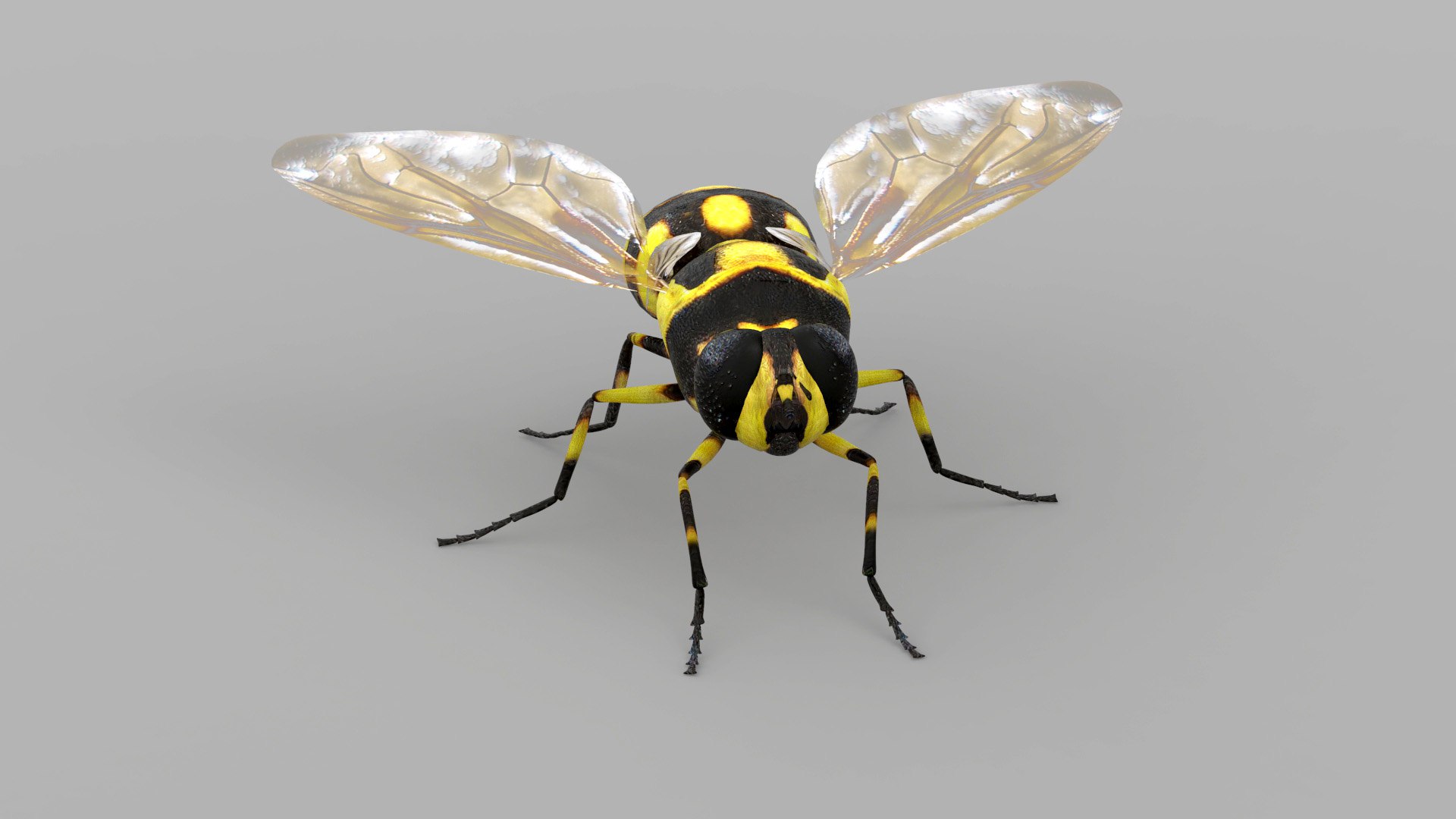 3ds Max Fly