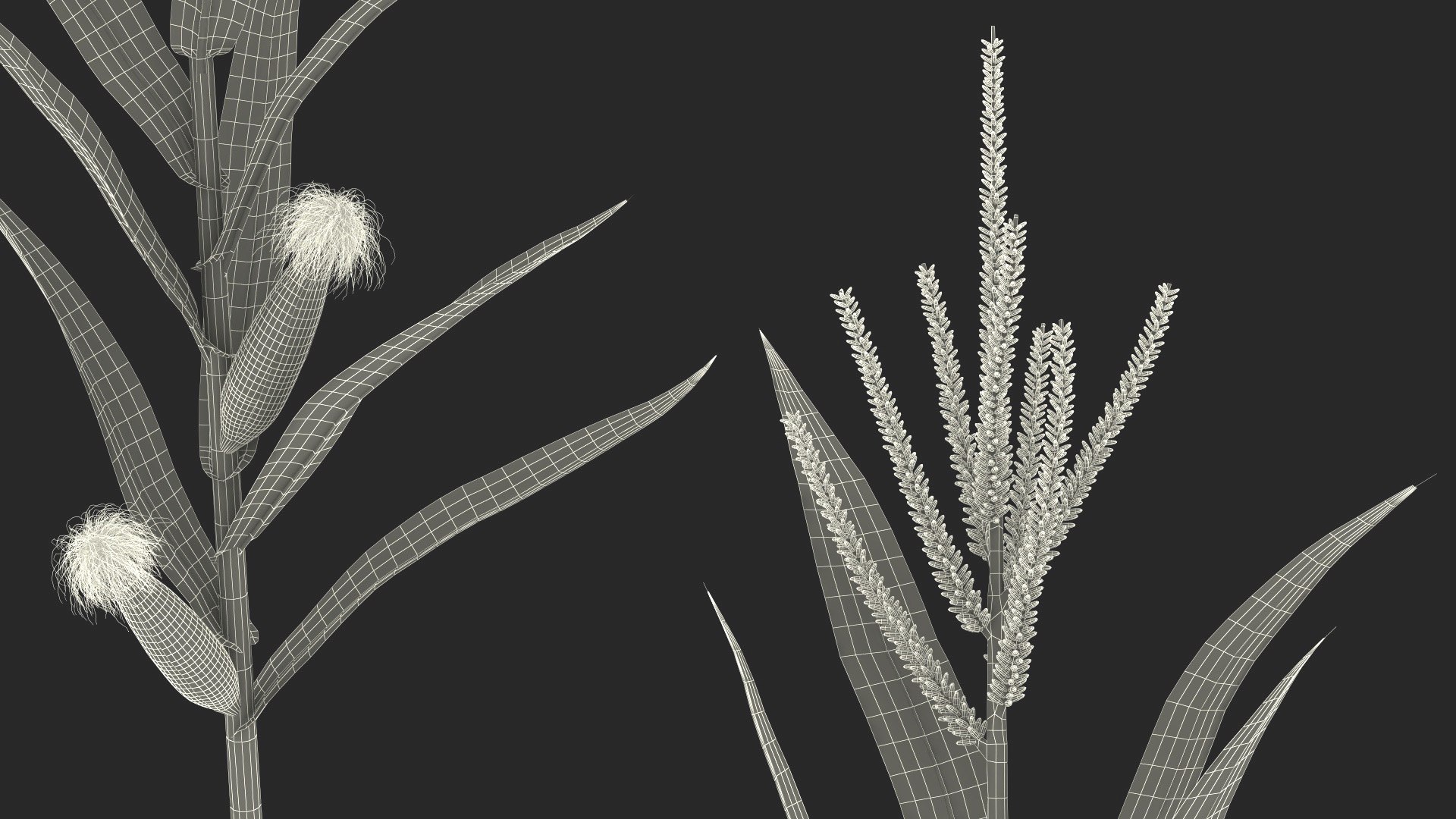 Realistic Corn Plant 3D - TurboSquid 2329249
