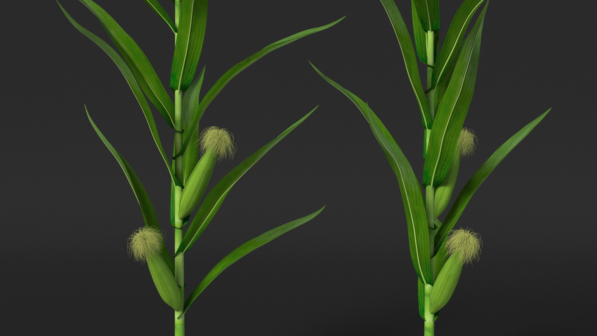 Realistic Corn Plant 3D - TurboSquid 2329249