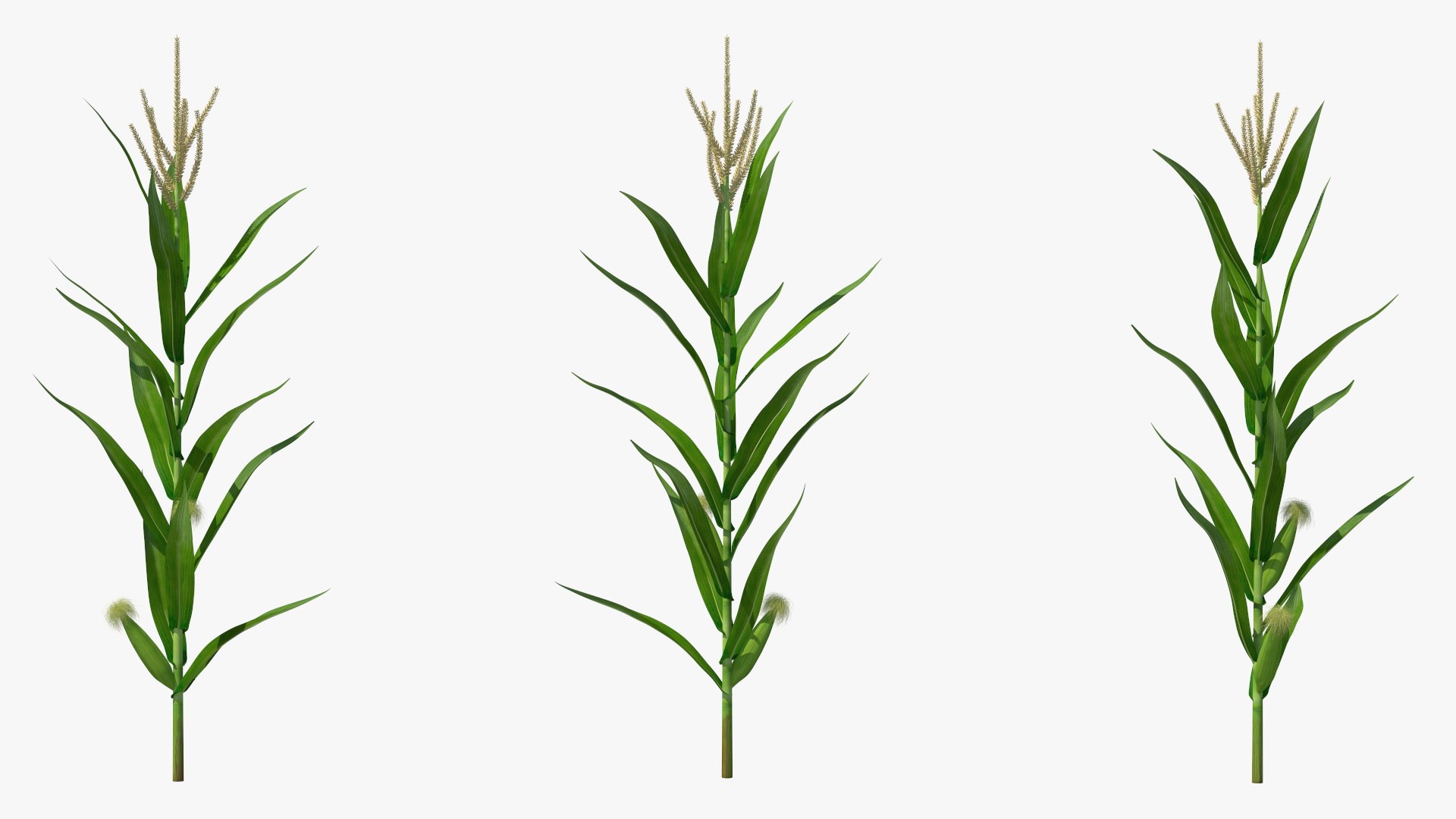 Realistic Corn Plant 3D - TurboSquid 2329249