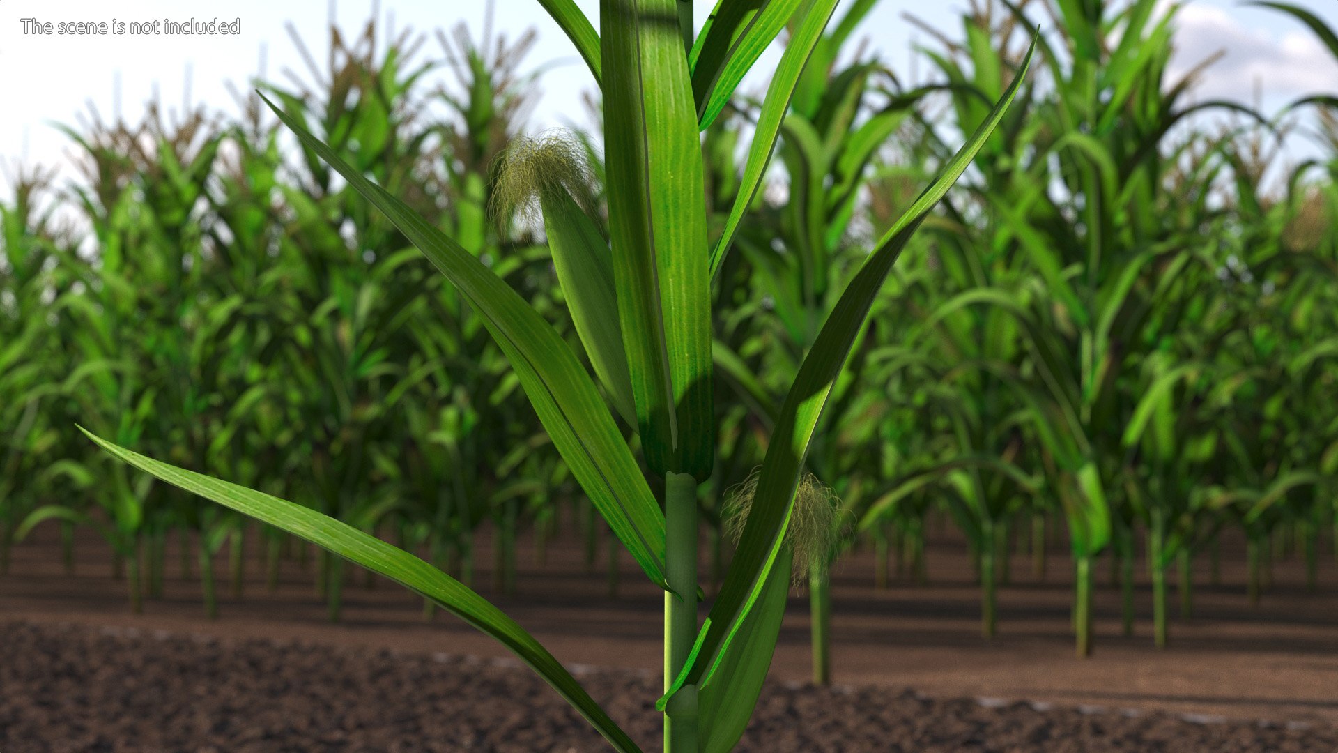 Realistic Corn Plant 3D - TurboSquid 2329249