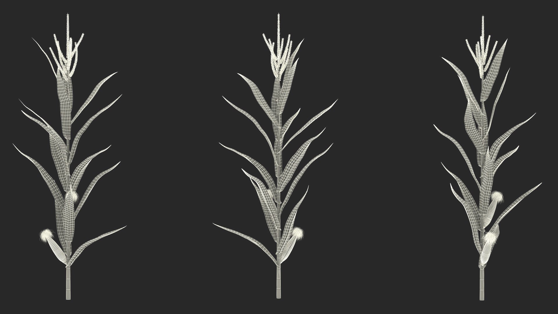 Realistic Corn Plant 3D - TurboSquid 2329249