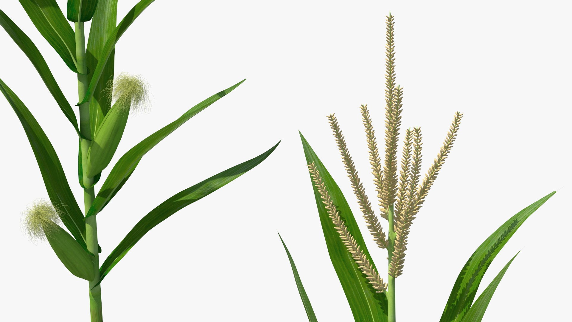Realistic Corn Plant 3D - TurboSquid 2329249