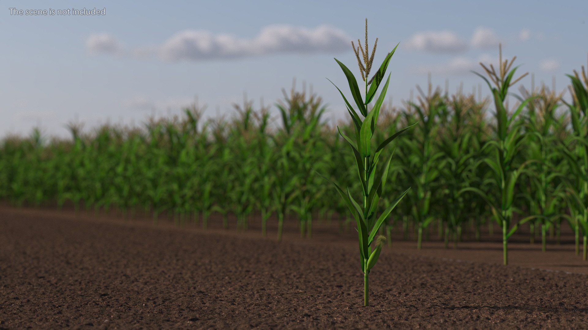 Realistic Corn Plant 3D - TurboSquid 2329249