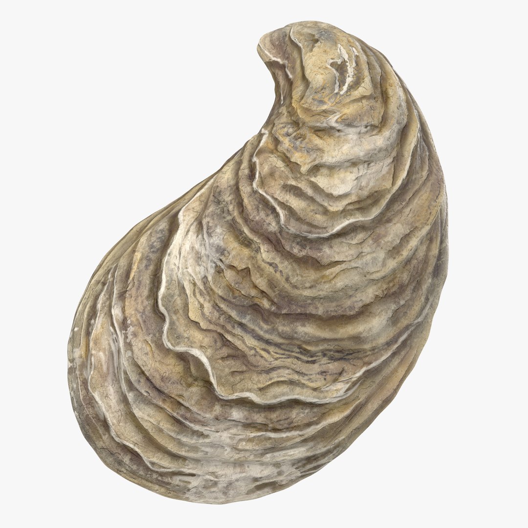 Sea Shells Oyster 3D Model - TurboSquid 1175351