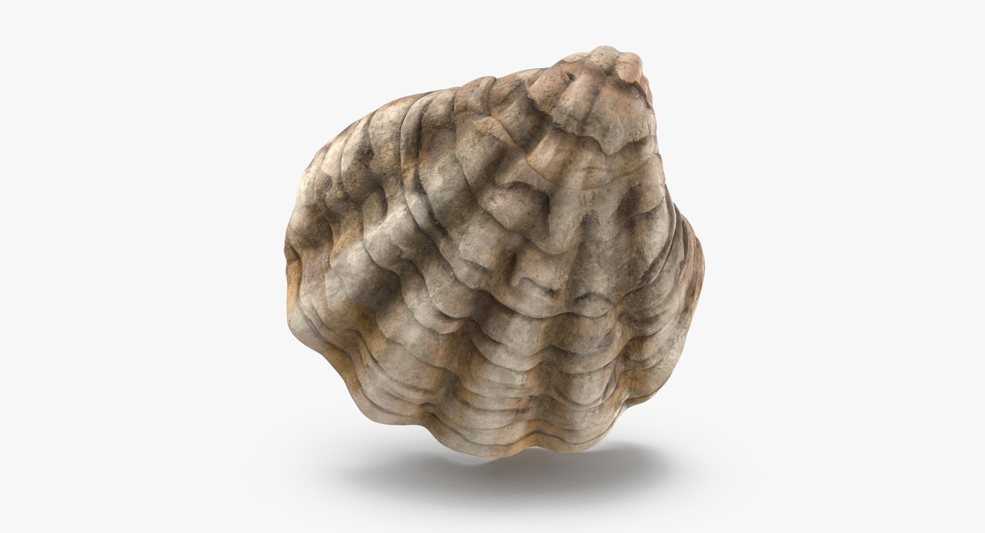 Sea Shells Oyster 3D Model - TurboSquid 1175351