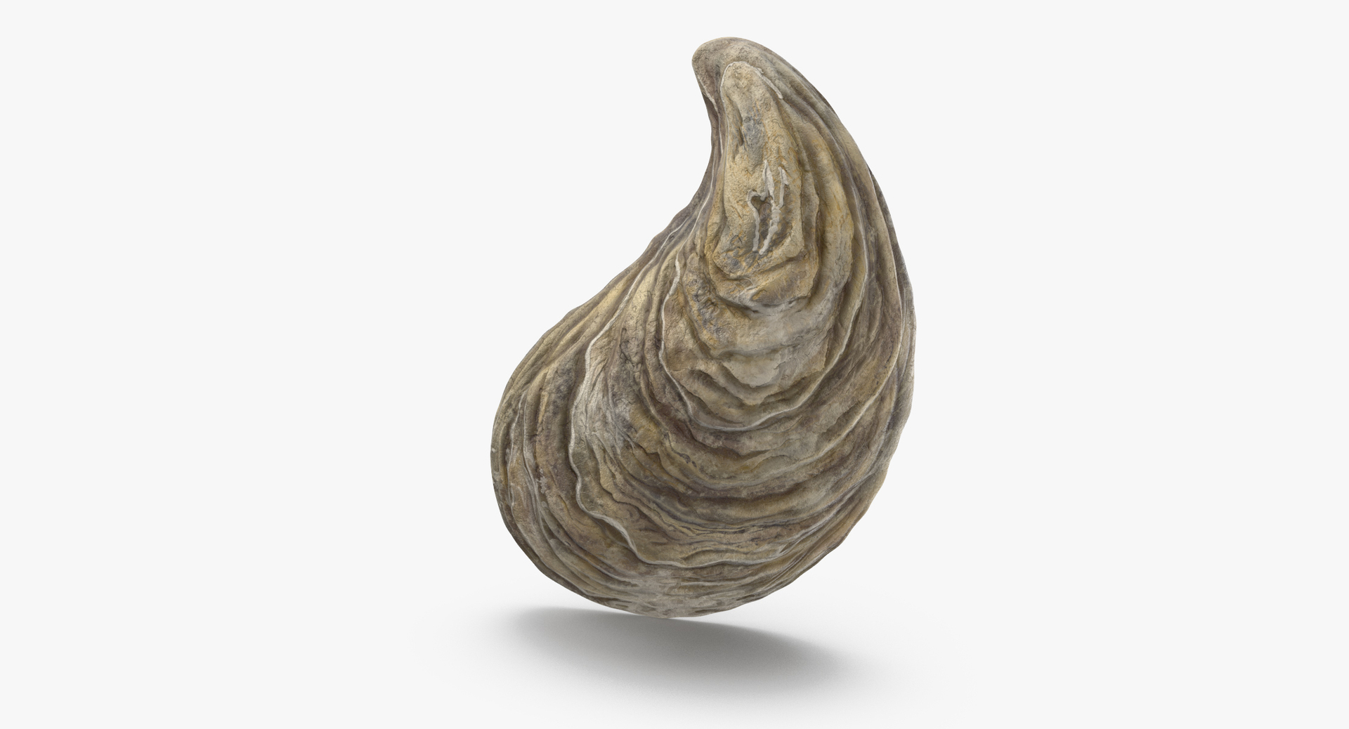 Sea Shells Oyster 3D Model - TurboSquid 1175351