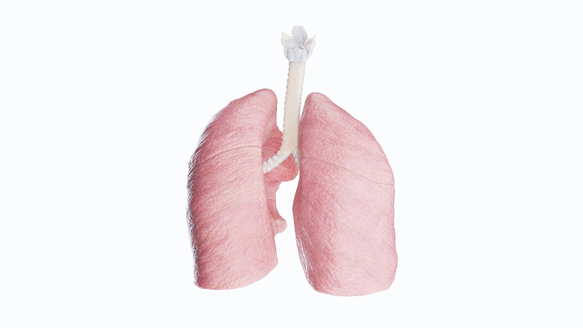 Human Lungs 3D Model - TurboSquid 2186978