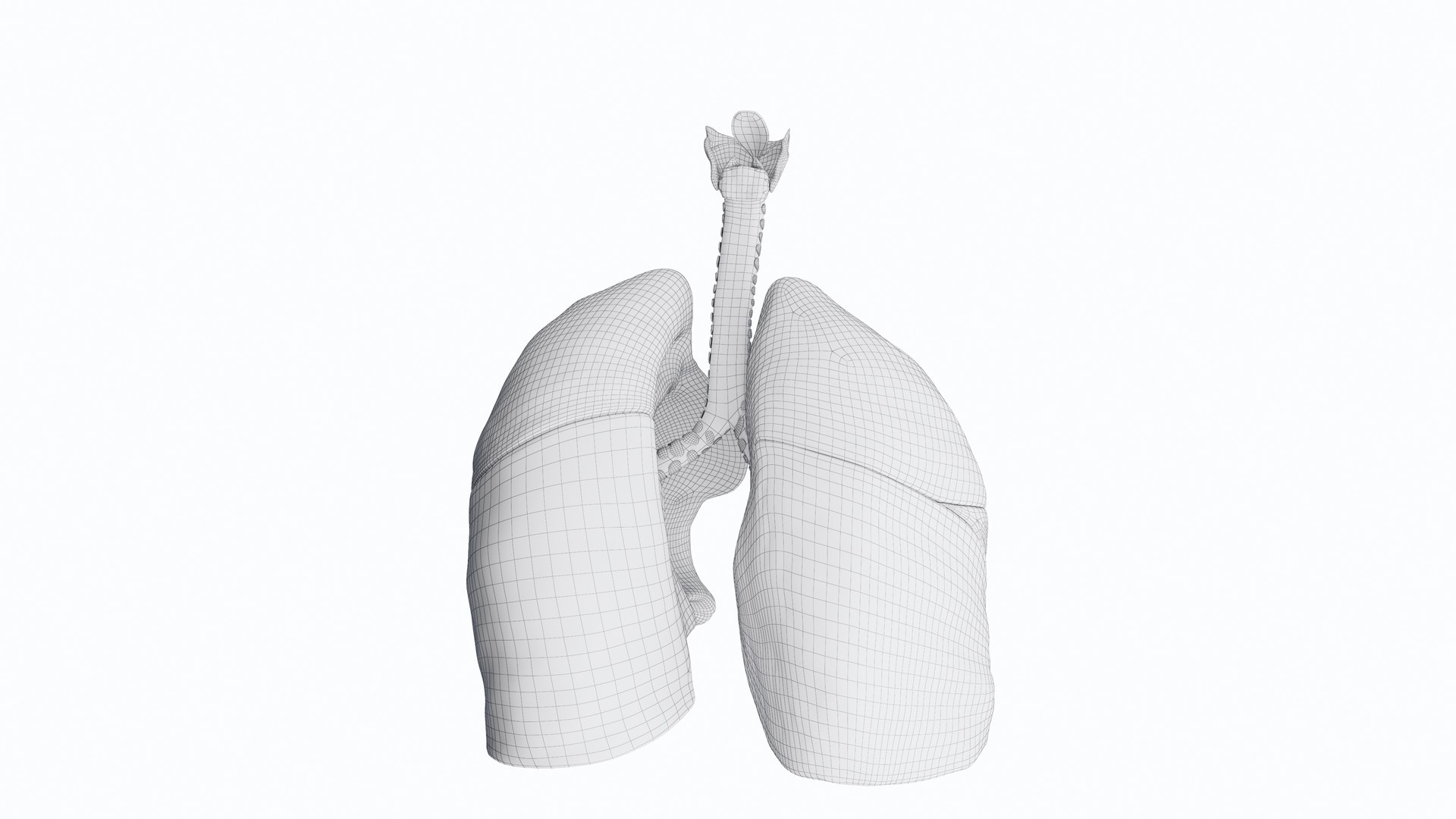 Human Lungs 3D Model - TurboSquid 2186978