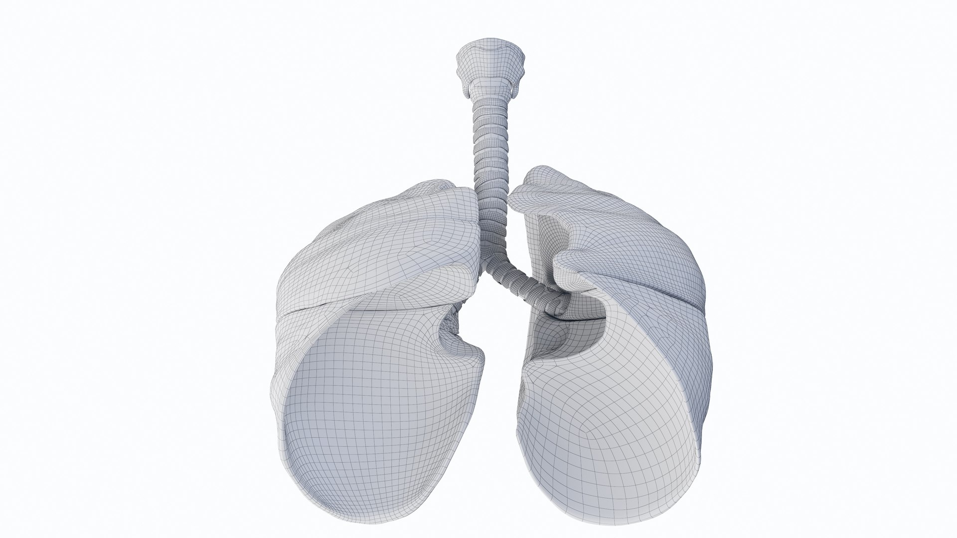 Human Lungs 3D Model - TurboSquid 2186978