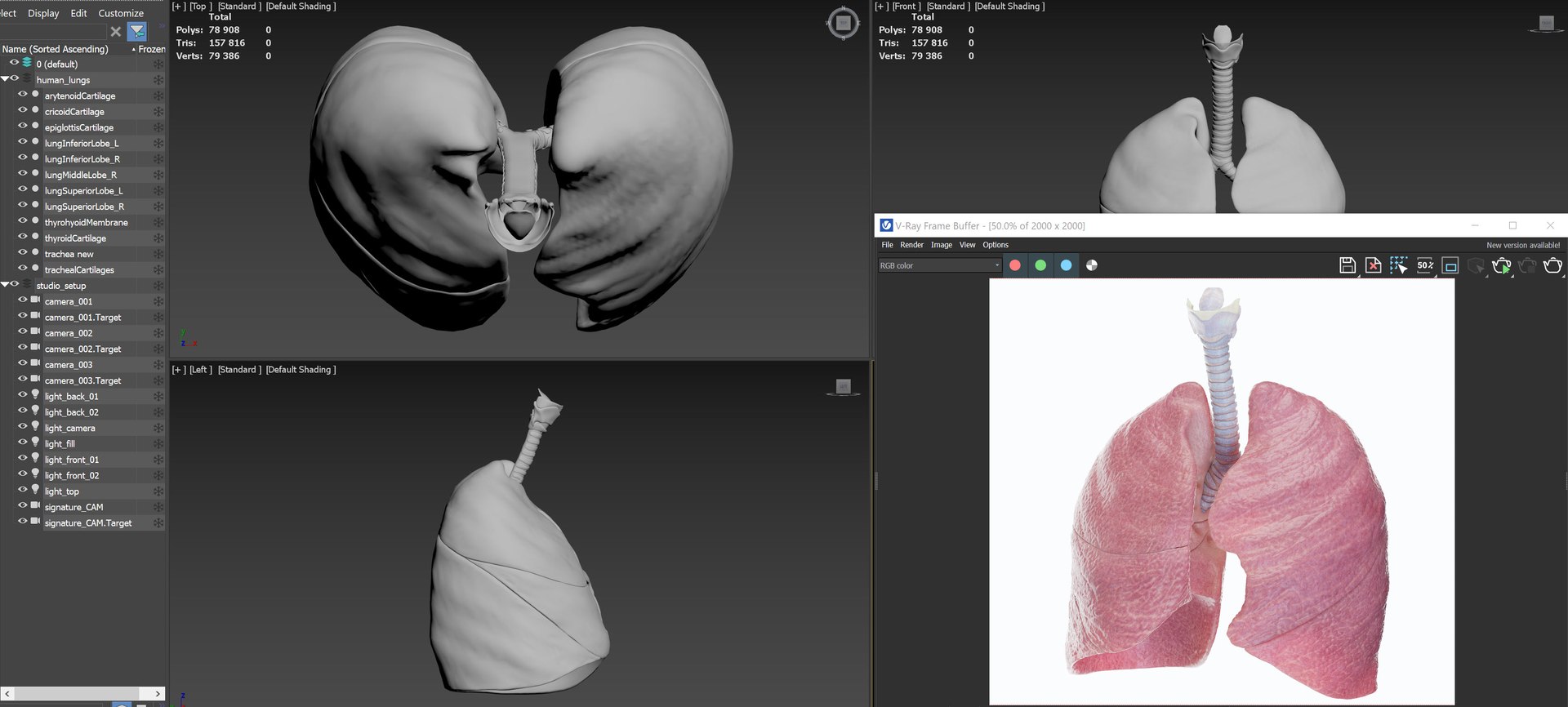 Human Lungs 3D Model - TurboSquid 2186978