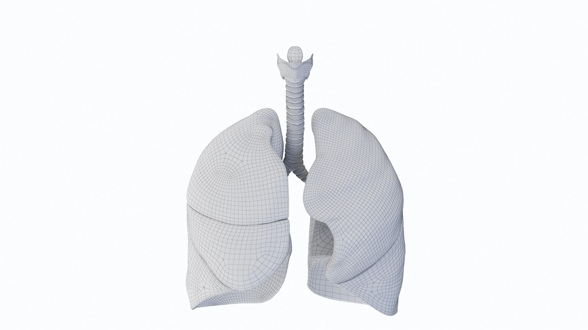 Human Lungs 3D Model - TurboSquid 2186978