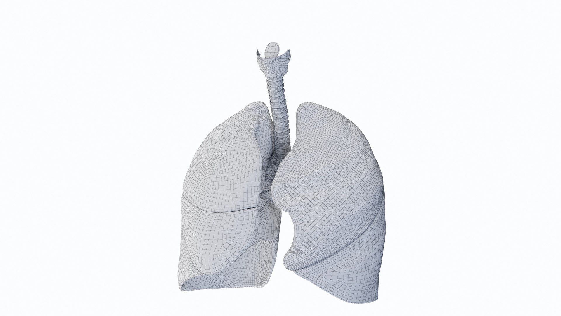 Human Lungs 3D Model - TurboSquid 2186978