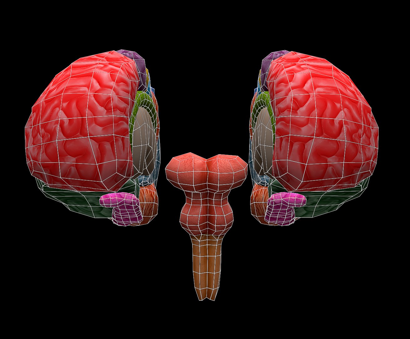 Human Brain 3D - TurboSquid 1547138