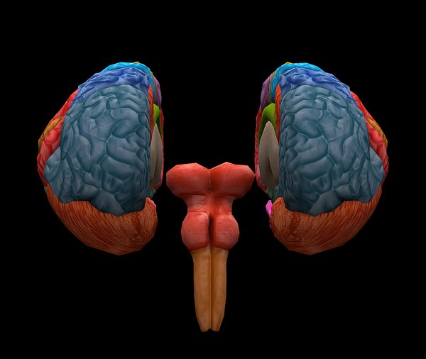 uterus cross section ovaries 3d model