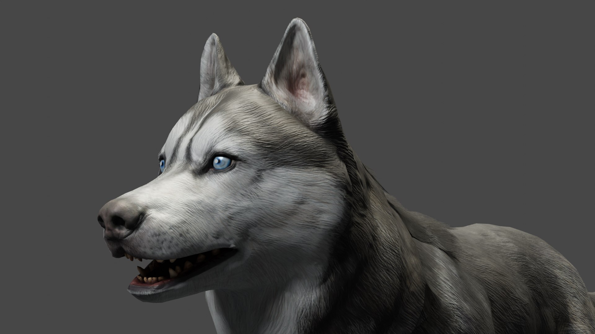 3D DOG - HUSKY - TurboSquid 2030815