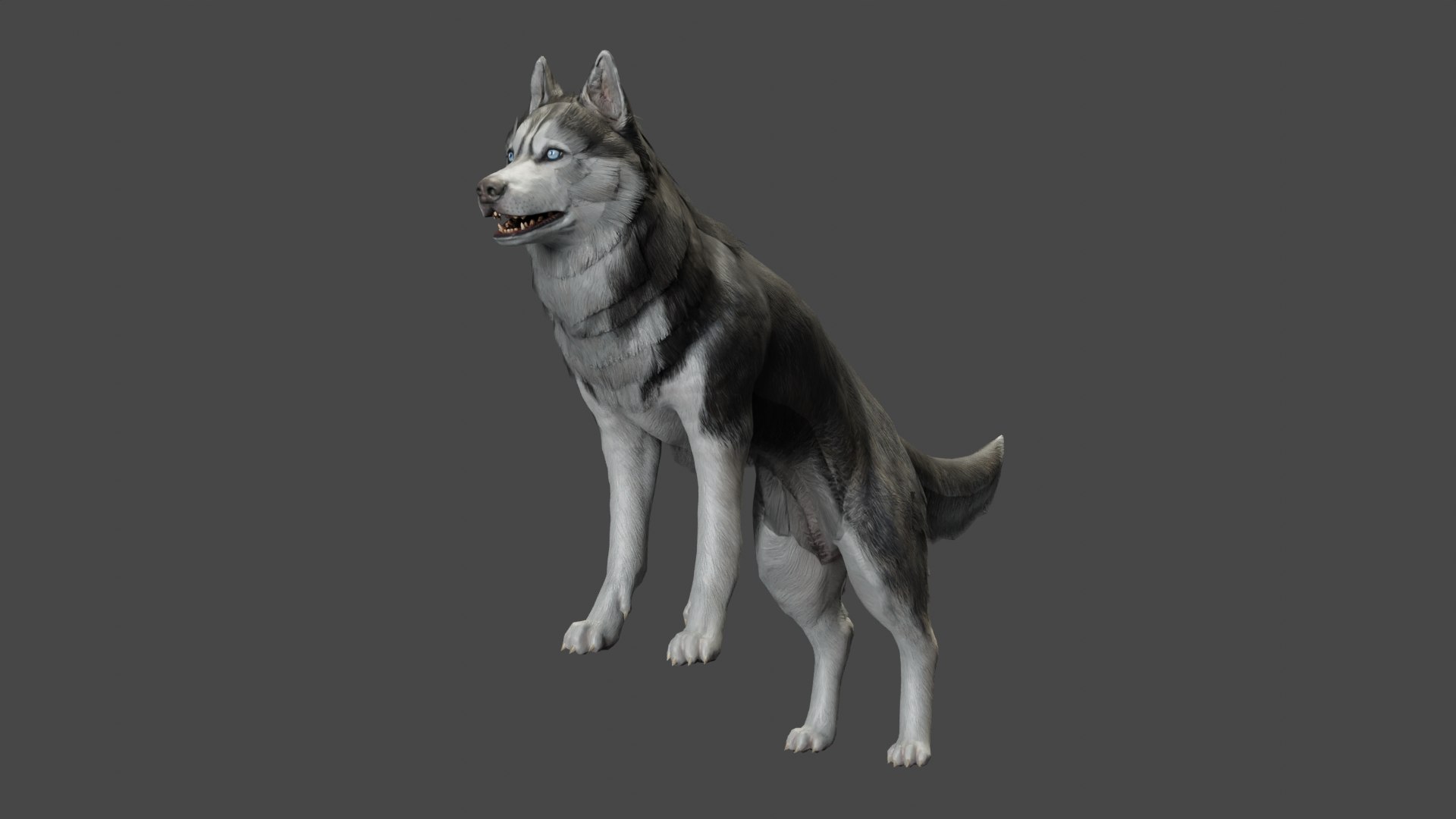 3D DOG - HUSKY - TurboSquid 2030815