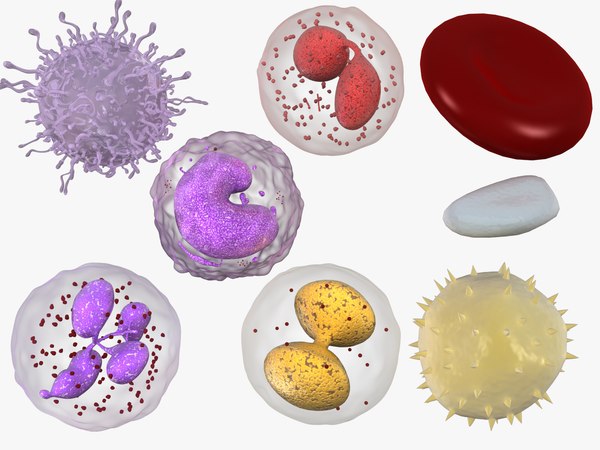 3D model basophil - TurboSquid 1317390