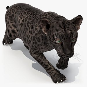 3D Leopard Models - Browse & Download Formats - TurboSquid