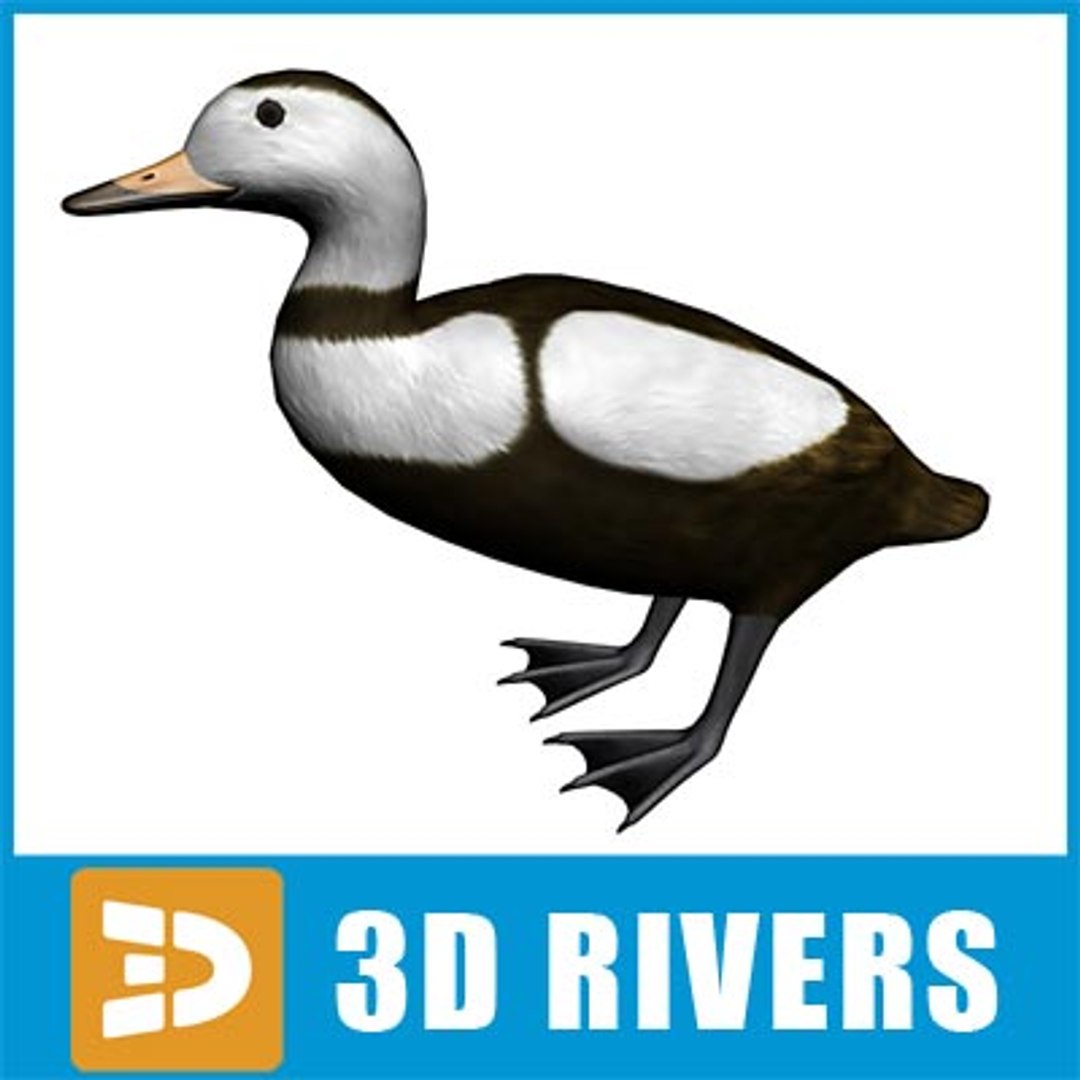 Why Did The Labrador Duck Became Extinct