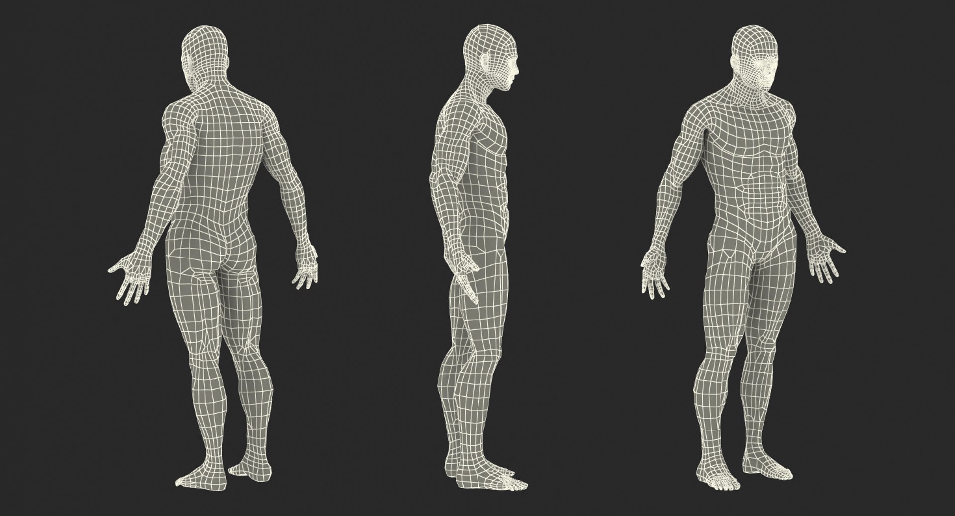 Male Anatomy Muscular 3D Model - TurboSquid 1231601