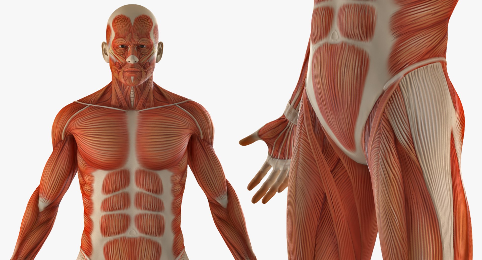 Male Anatomy Muscular 3D Model - TurboSquid 1231601