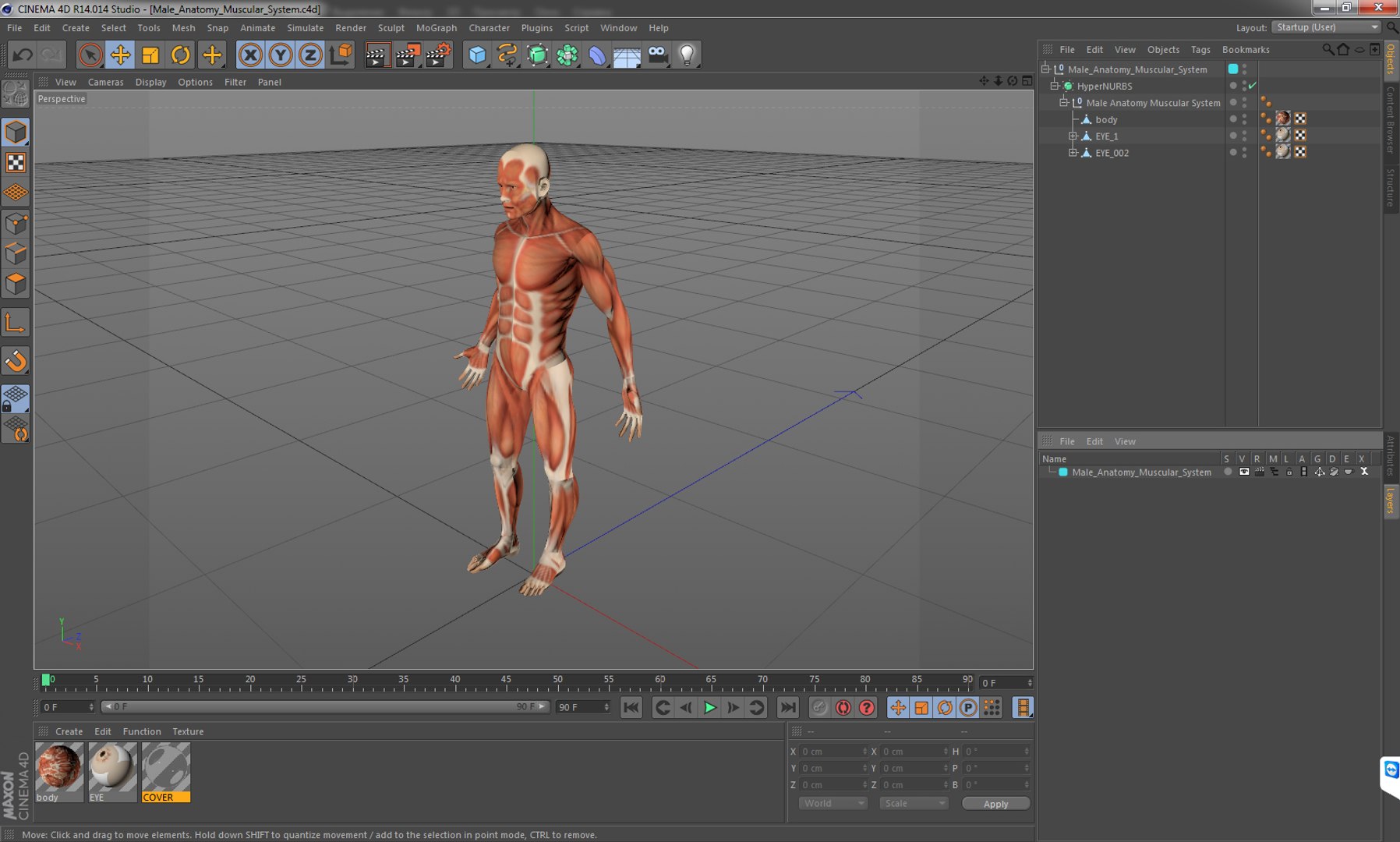 Male Anatomy Muscular 3D Model - TurboSquid 1231601