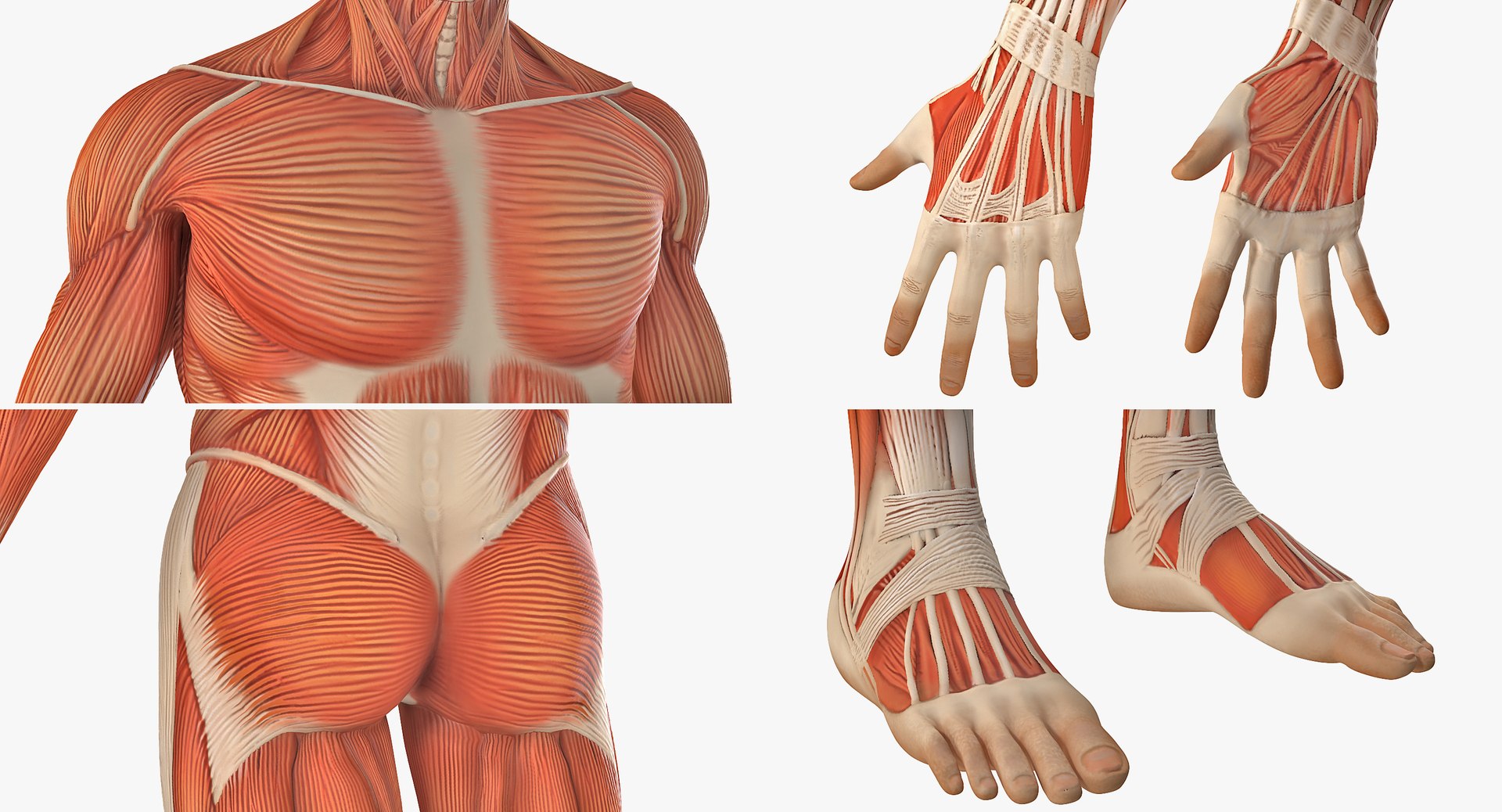 Male Anatomy Muscular 3D Model - TurboSquid 1231601