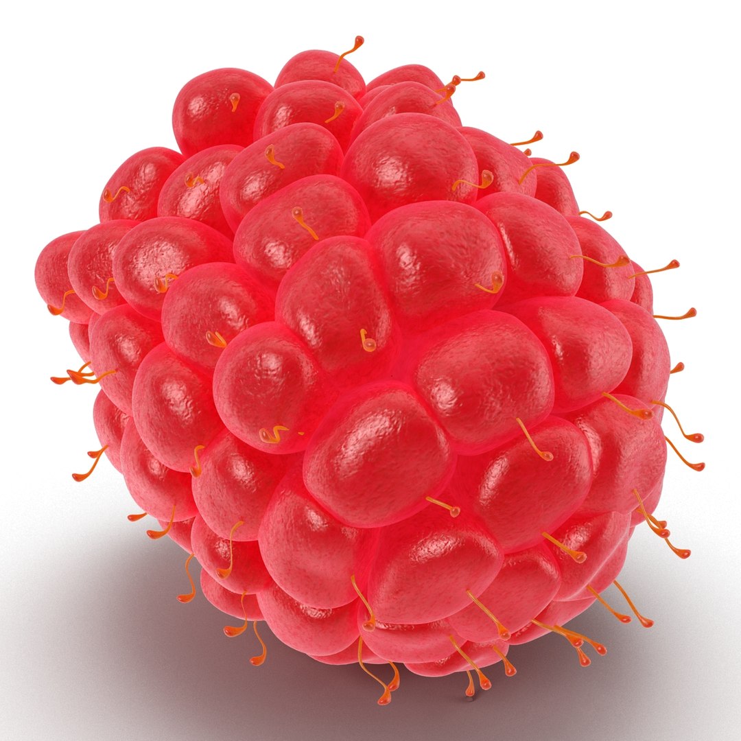 Ripe Red Raspberry 3d 3ds