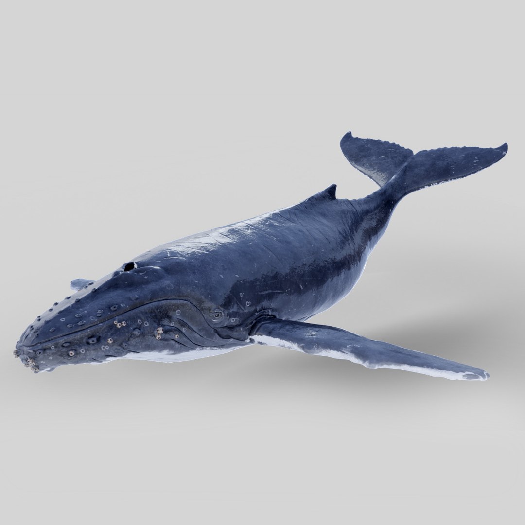 3D Humpback Whale Animated Model - TurboSquid 2168836