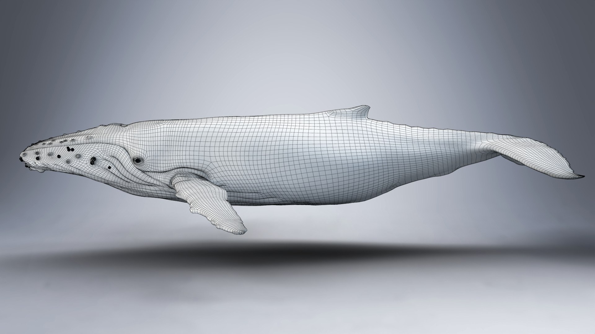 3D Humpback Whale Animated Model - TurboSquid 2168836
