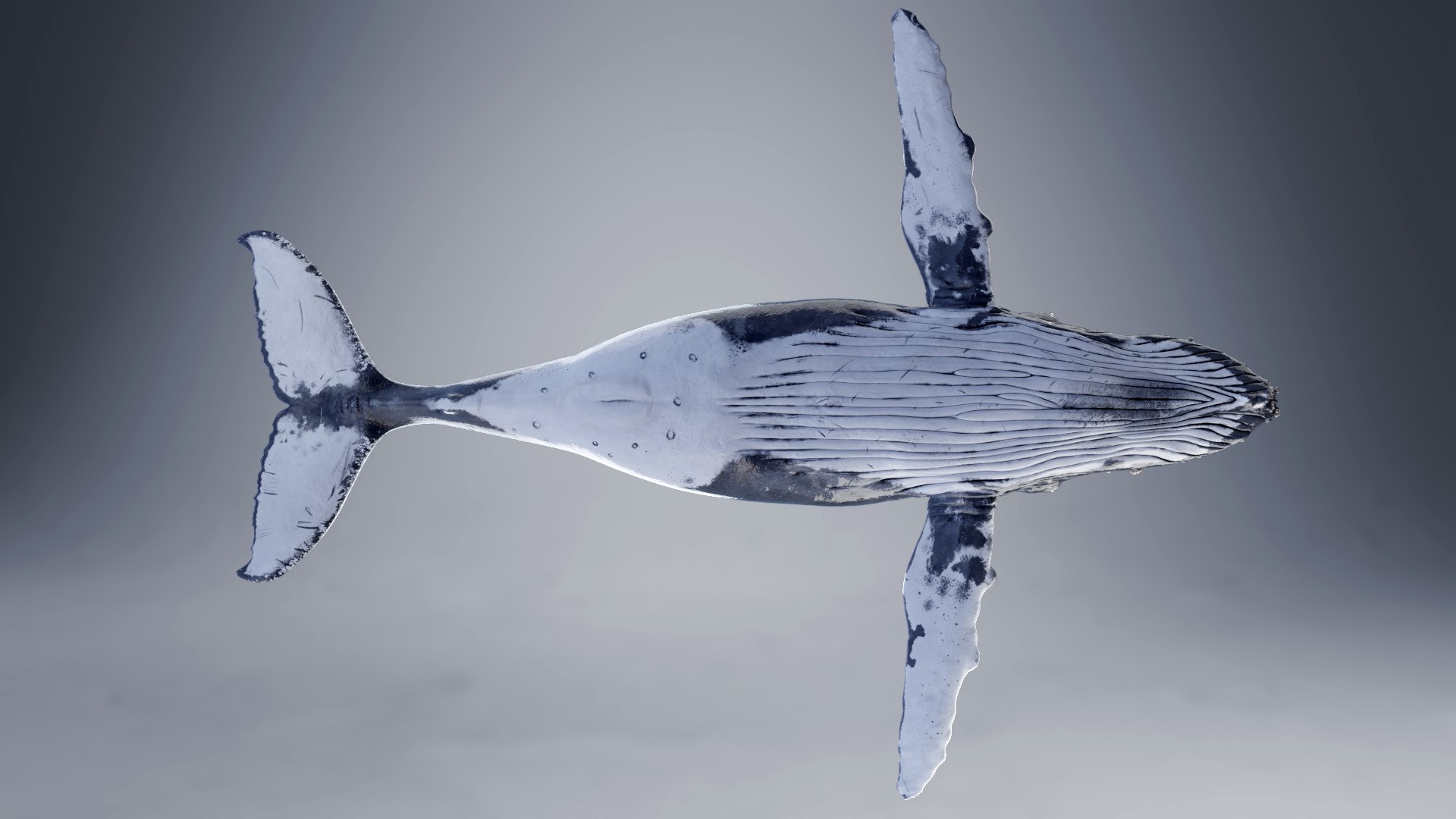 3D Humpback Whale Animated Model - TurboSquid 2168836