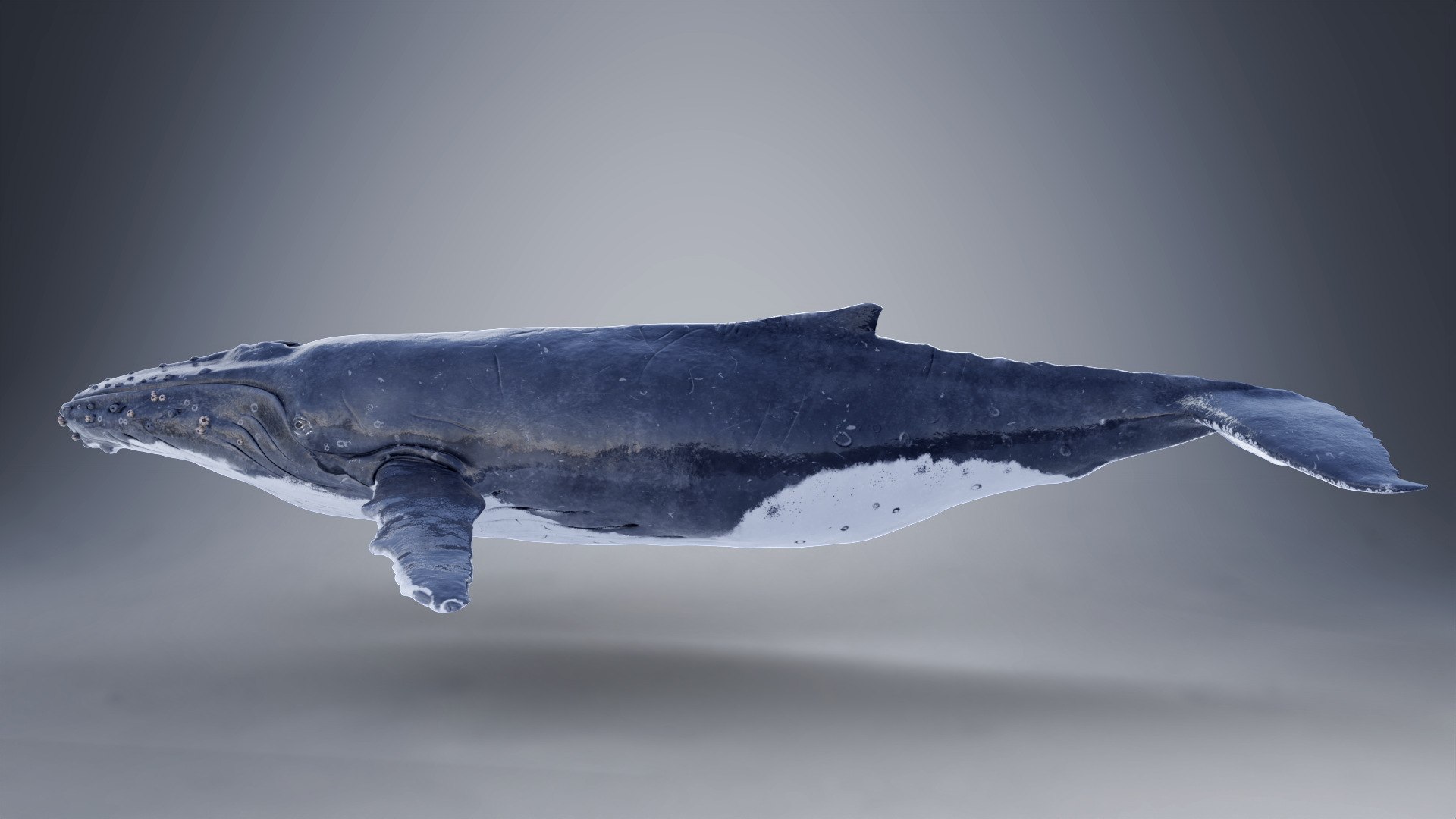 3D Humpback Whale Animated Model - TurboSquid 2168836