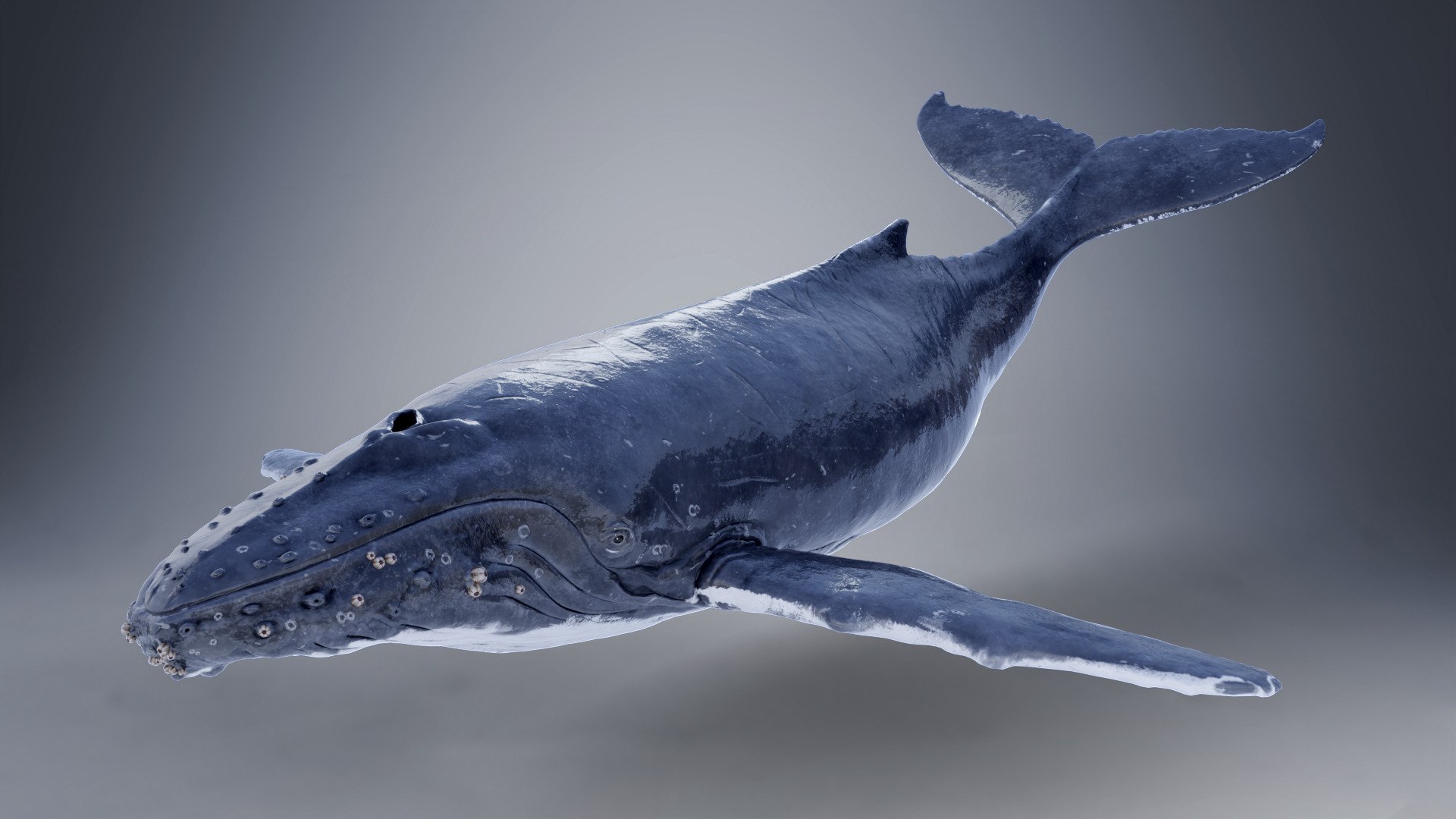 3D Humpback Whale Animated Model - TurboSquid 2168836