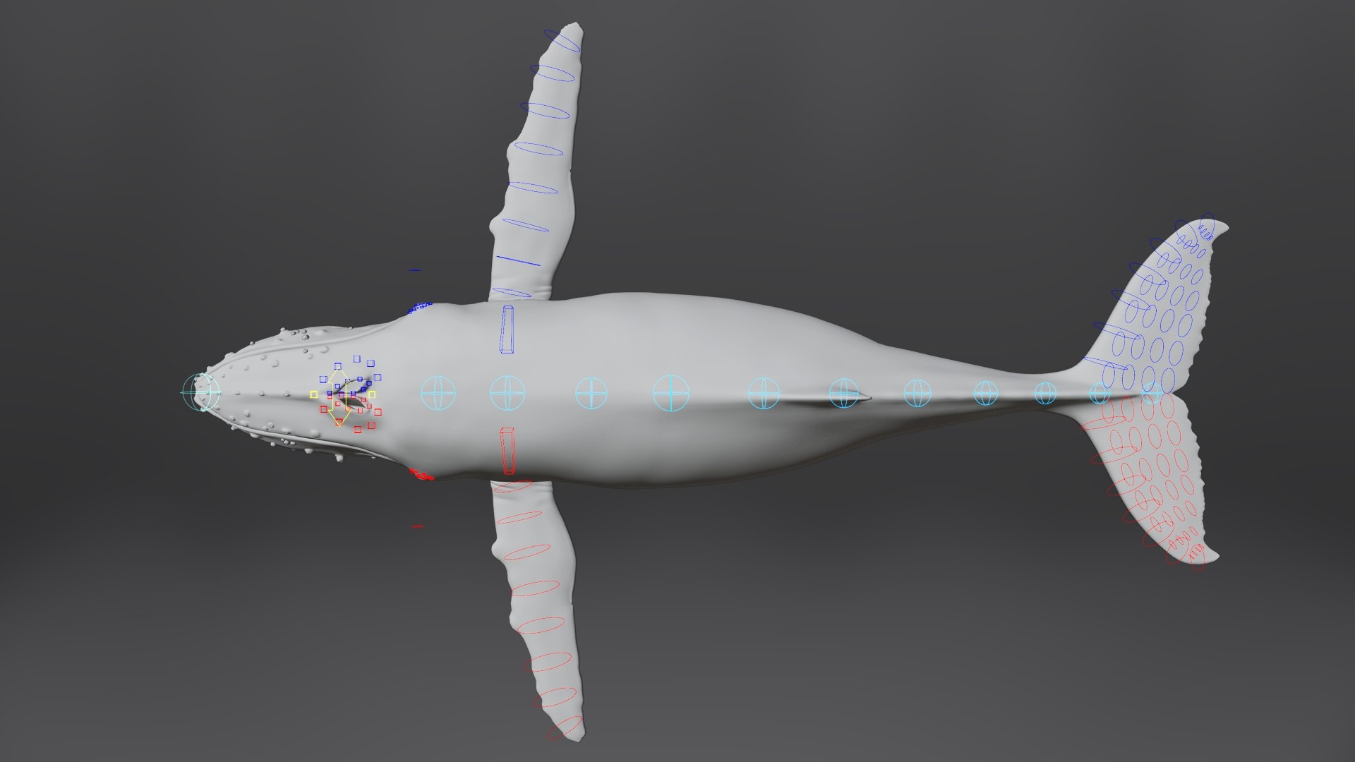 3D Humpback Whale Animated Model - TurboSquid 2168836