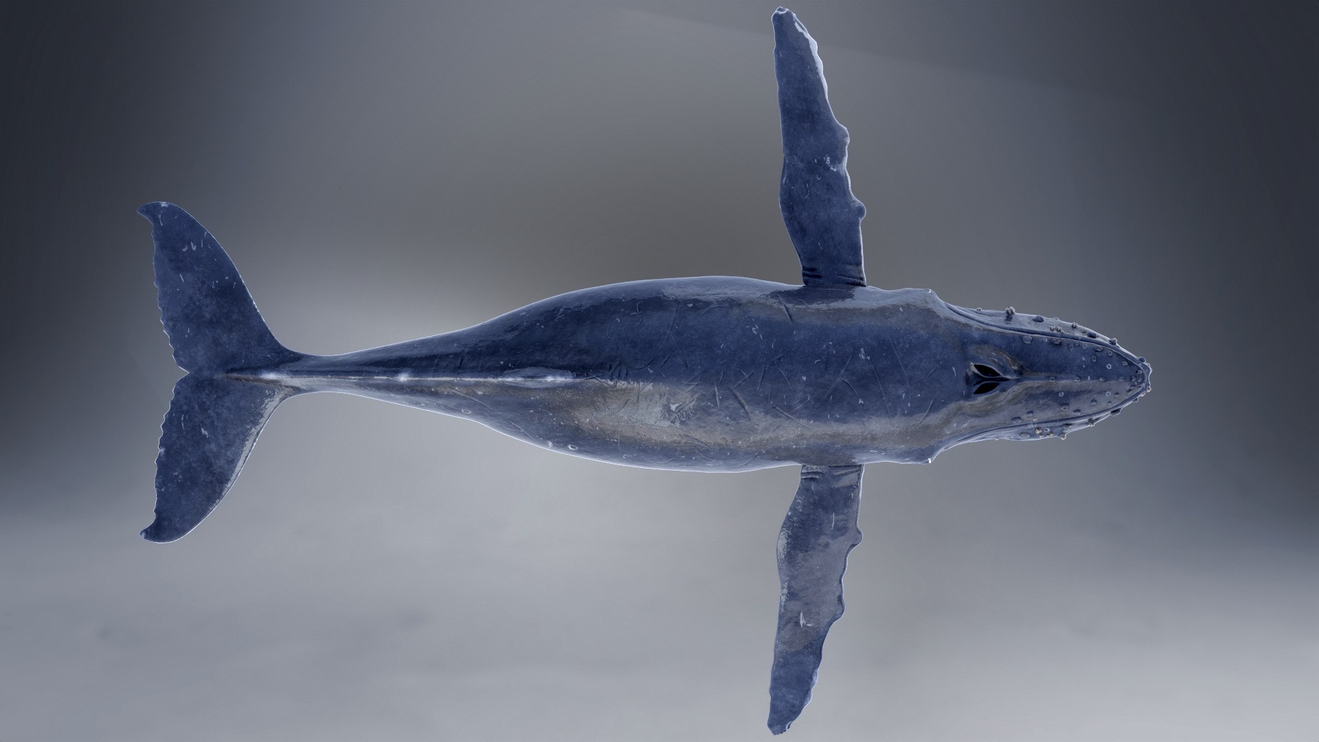 3D Humpback Whale Animated Model - TurboSquid 2168836