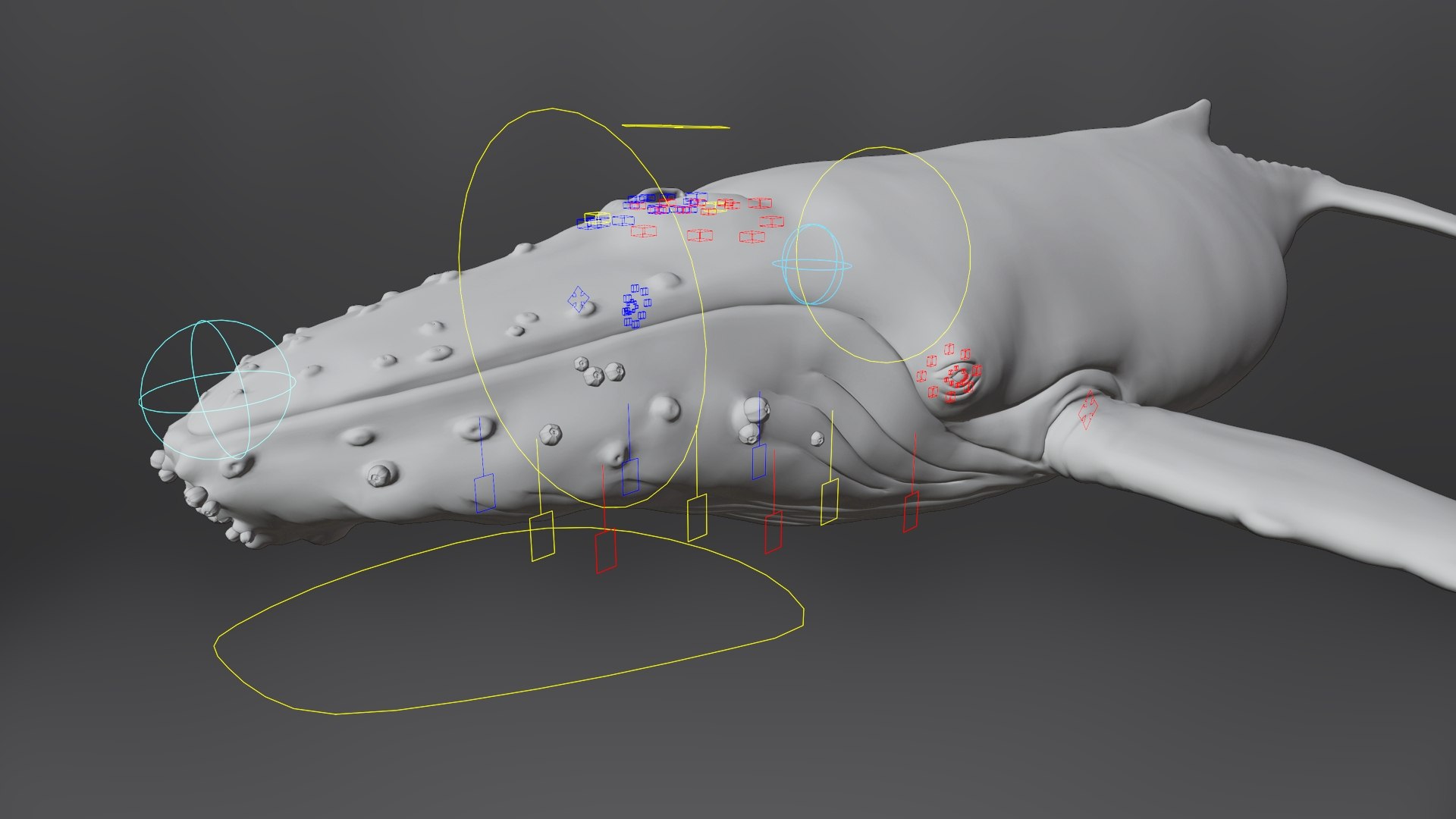 3D Humpback Whale Animated Model - TurboSquid 2168836