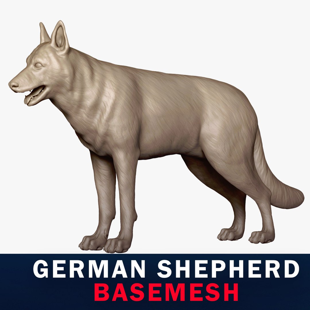 3D German Shepherd Base Mesh 3D Model Model - TurboSquid 1863570
