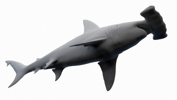 Hammerhead Shark 3D - TurboSquid 1955779
