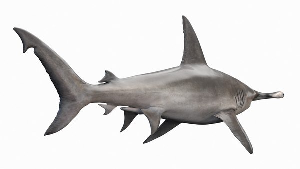 Hammerhead Shark 3D - TurboSquid 1955779
