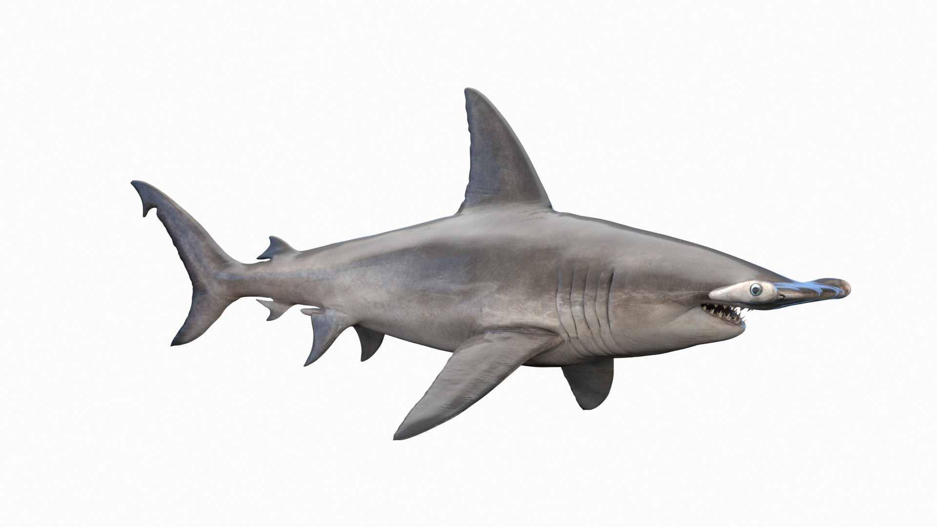 Hammerhead Shark 3D - TurboSquid 1955779